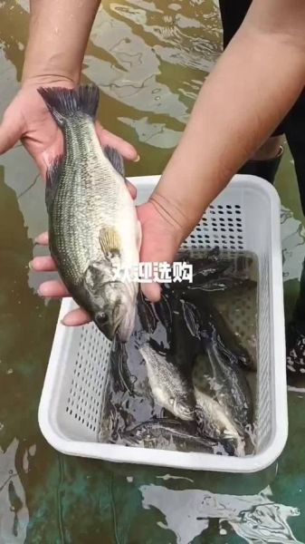 加州鲈鱼多少钱一斤_加州鲈鱼价格行情-第1张图片-山城妙识