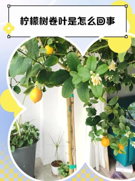 柠檬叶子卷曲怎么回事_如何补救-第1张图片-山城妙识
