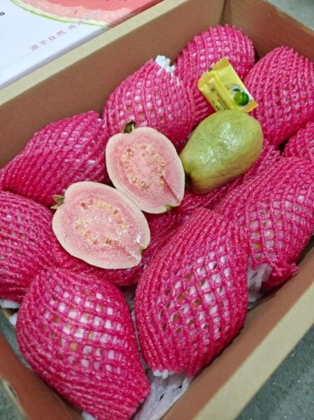 草莓番石榴图片_如何挑选成熟果实-第1张图片-山城妙识 草莓番石榴图片_如何挑选成熟果实-第1张图片-山城妙识