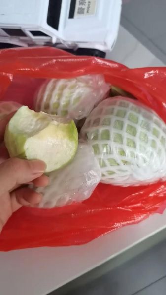 草莓番石榴图片_如何挑选成熟果实-第3张图片-山城妙识 草莓番石榴图片_如何挑选成熟果实-第3张图片-山城妙识