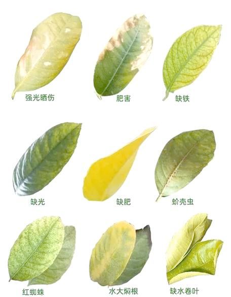 柠檬叶子卷曲怎么回事_如何补救-第2张图片-山城妙识