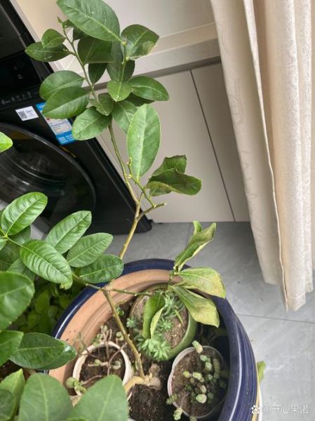 柠檬叶子卷曲怎么回事_如何补救-第3张图片-山城妙识