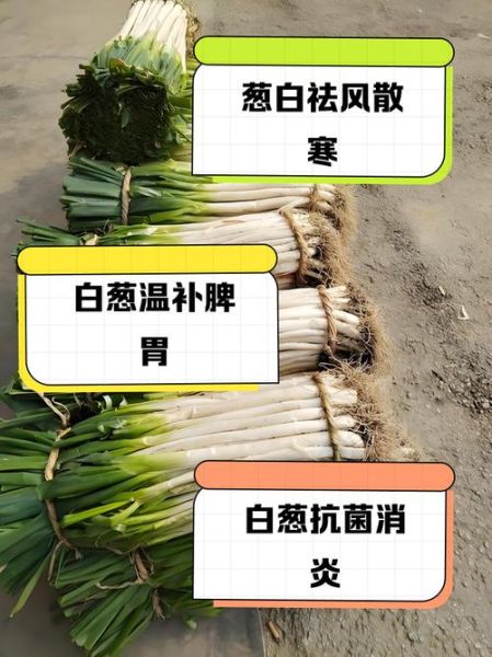 葱白是什么中药_葱白功效与作用-第3张图片-山城妙识 葱白是什么中药_葱白功效与作用-第3张图片-山城妙识