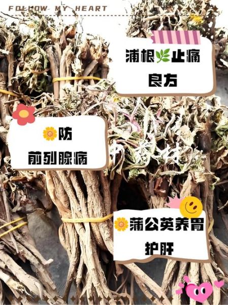 蒲公英根一天喝多少_蒲公英根泡水用量-第2张图片-山城妙识