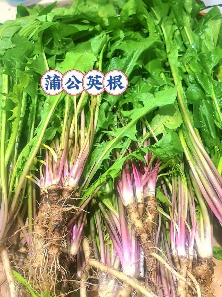 蒲公英根一天喝多少_蒲公英根泡水用量-第3张图片-山城妙识