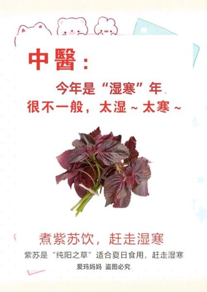 紫苏怎么吃比较好_紫苏叶的吃法大全-第1张图片-山城妙识 紫苏怎么吃比较好_紫苏叶的吃法大全-第1张图片-山城妙识