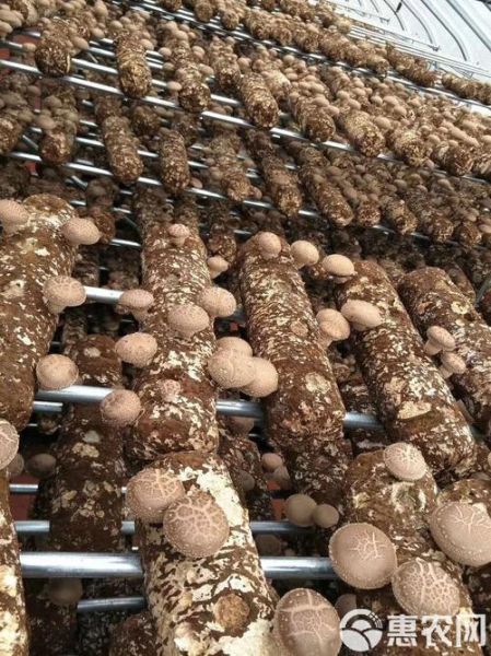 香菇种植赚钱吗_香菇种植成本与利润分析-第2张图片-山城妙识 香菇种植赚钱吗_香菇种植成本与利润分析-第2张图片-山城妙识