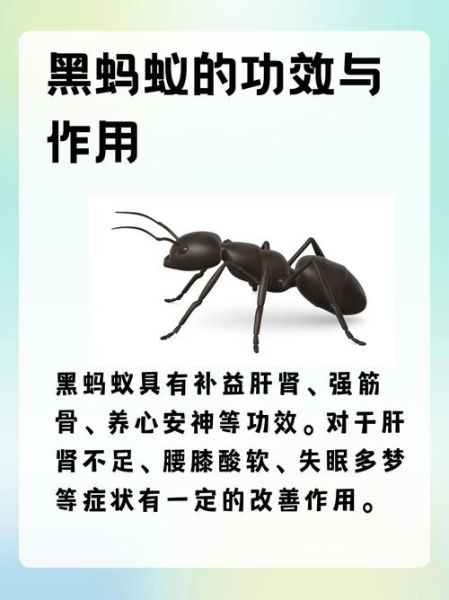 黑蚂蚁的功效与作用_黑蚂蚁怎么吃效果最好-第1张图片-山城妙识 黑蚂蚁的功效与作用_黑蚂蚁怎么吃效果最好-第1张图片-山城妙识