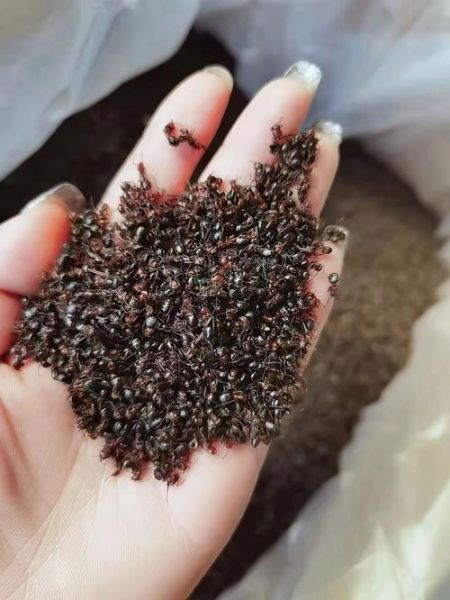 黑蚂蚁的功效与作用_黑蚂蚁怎么吃效果最好-第3张图片-山城妙识 黑蚂蚁的功效与作用_黑蚂蚁怎么吃效果最好-第3张图片-山城妙识