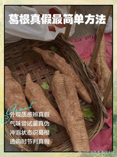野葛根和葛根的区别_野葛根与葛根哪个好-第2张图片-山城妙识 野葛根和葛根的区别_野葛根与葛根哪个好-第2张图片-山城妙识