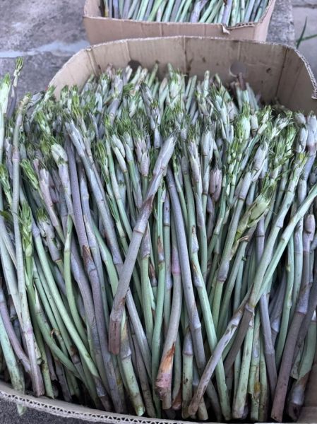 野生龙须菜怎么分辨_野生龙须菜生长周期多久-第3张图片-山城妙识 野生龙须菜怎么分辨_野生龙须菜生长周期多久-第3张图片-山城妙识