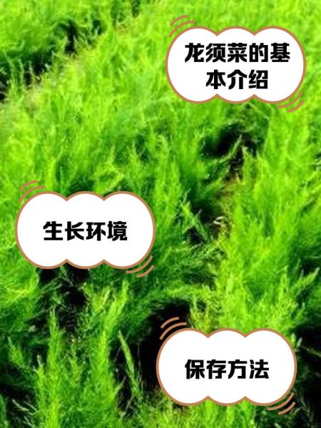 野生龙须菜怎么分辨_野生龙须菜生长周期多久-第1张图片-山城妙识 野生龙须菜怎么分辨_野生龙须菜生长周期多久-第1张图片-山城妙识