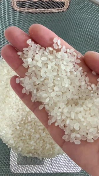 寿司的米饭是什么米_寿司米和普通米的区别-第3张图片-山城妙识 寿司的米饭是什么米_寿司米和普通米的区别-第3张图片-山城妙识