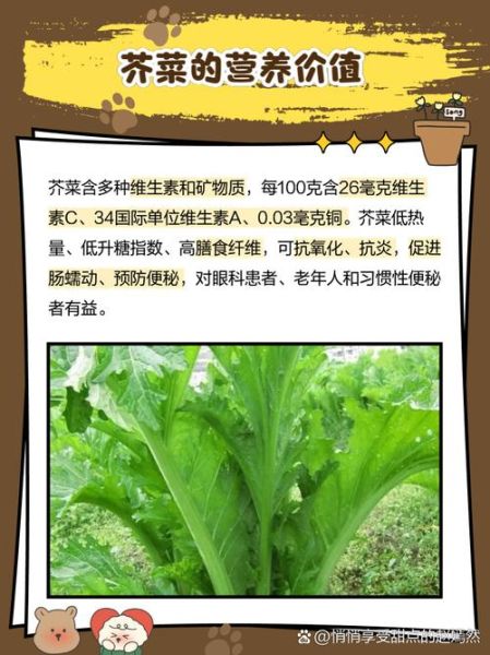 茎芥菜怎么种_茎芥菜图片长什么样-第3张图片-山城妙识 茎芥菜怎么种_茎芥菜图片长什么样-第3张图片-山城妙识