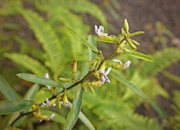 山芝麻的功效与作用_山芝麻怎么吃效果最好-第2张图片-山城妙识