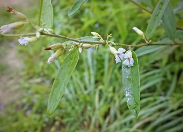 山芝麻的功效与作用_山芝麻怎么吃效果最好-第3张图片-山城妙识