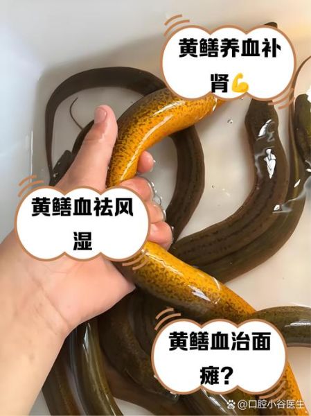 鳝鱼补血吗_鳝鱼补血效果怎么样-第1张图片-山城妙识