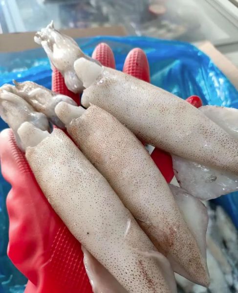 海兔子鱼学名是什么_海兔子鱼长什么样-第2张图片-山城妙识