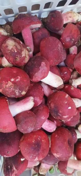 干红菇怎么泡发_干红菇煲汤做法-第2张图片-山城妙识 干红菇怎么泡发_干红菇煲汤做法-第2张图片-山城妙识