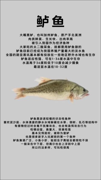 淡水鲈鱼养殖技术_淡水鲈鱼养殖常见问题-第1张图片-山城妙识