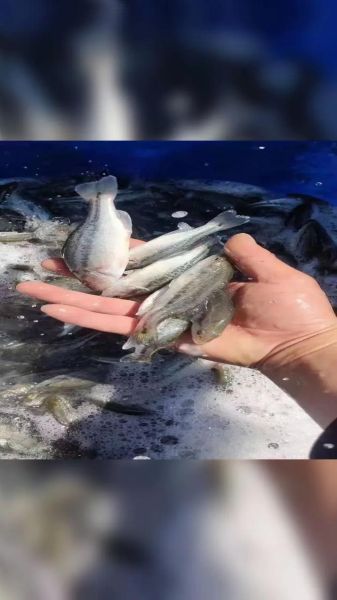 淡水鲈鱼养殖技术_淡水鲈鱼养殖常见问题-第3张图片-山城妙识