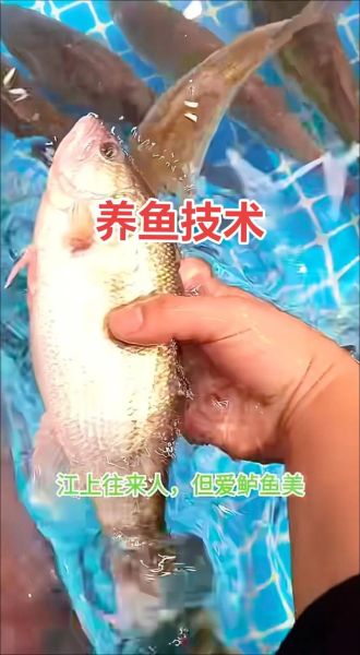 淡水鲈鱼养殖技术_淡水鲈鱼养殖常见问题-第2张图片-山城妙识