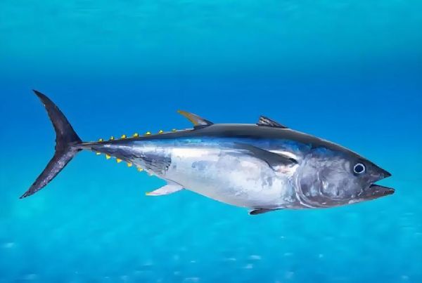 蓝鳍金枪鱼多少钱一斤_蓝鳍金枪鱼产地在哪里-第2张图片-山城妙识