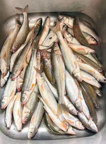 中国最好吃的鱼排行榜_哪些鱼最鲜美-第2张图片-山城妙识 中国最好吃的鱼排行榜_哪些鱼最鲜美-第2张图片-山城妙识