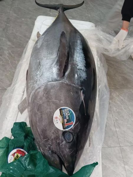 蓝鳍金枪鱼多少钱一斤_蓝鳍金枪鱼产地在哪里-第3张图片-山城妙识
