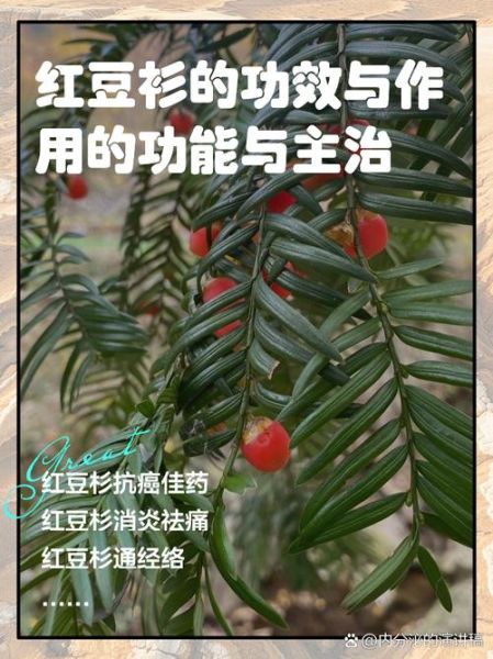 红豆杉的功效与作用禁忌_哪些人不能吃-第2张图片-山城妙识