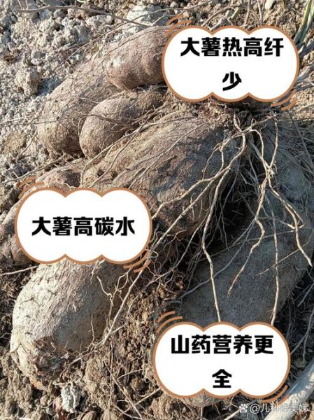 姜薯图片长什么样_姜薯和山药的区别-第3张图片-山城妙识 姜薯图片长什么样_姜薯和山药的区别-第3张图片-山城妙识