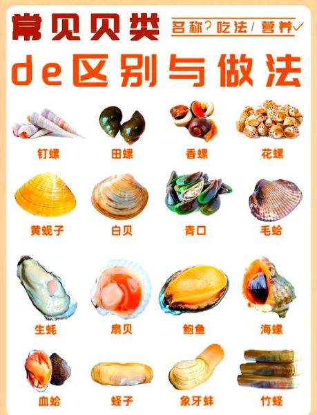 花蛤和花甲一样吗_区别与选购指南-第2张图片-山城妙识