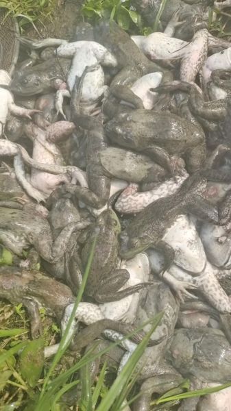 一亩牛蛙养殖利润20万_牛蛙养殖成本与利润-第1张图片-山城妙识