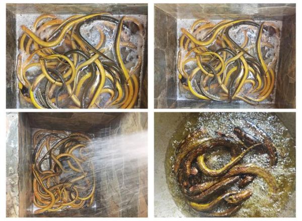 黄鳝怎么清洗_黄鳝做法大全-第1张图片-山城妙识 黄鳝怎么清洗_黄鳝做法大全-第1张图片-山城妙识