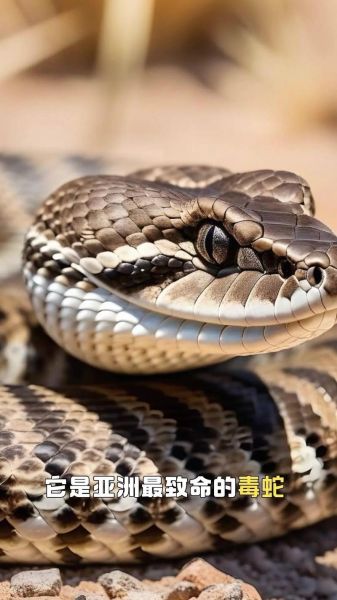 中国十大毒蛇第一名是什么_银环蛇毒性有多强-第3张图片-山城妙识 中国十大毒蛇第一名是什么_银环蛇毒性有多强-第3张图片-山城妙识