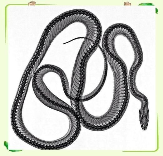 中国十大毒蛇第一名是什么_银环蛇毒性有多强-第2张图片-山城妙识 中国十大毒蛇第一名是什么_银环蛇毒性有多强-第2张图片-山城妙识