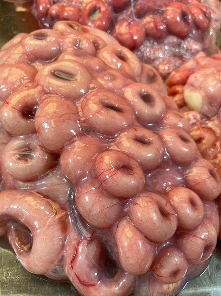 羊胎盘的功效与禁忌_适合人群与注意事项-第3张图片-山城妙识 羊胎盘的功效与禁忌_适合人群与注意事项-第3张图片-山城妙识