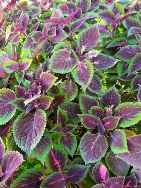 紫苏长什么样子_紫苏图片怎么辨认-第2张图片-山城妙识 紫苏长什么样子_紫苏图片怎么辨认-第2张图片-山城妙识