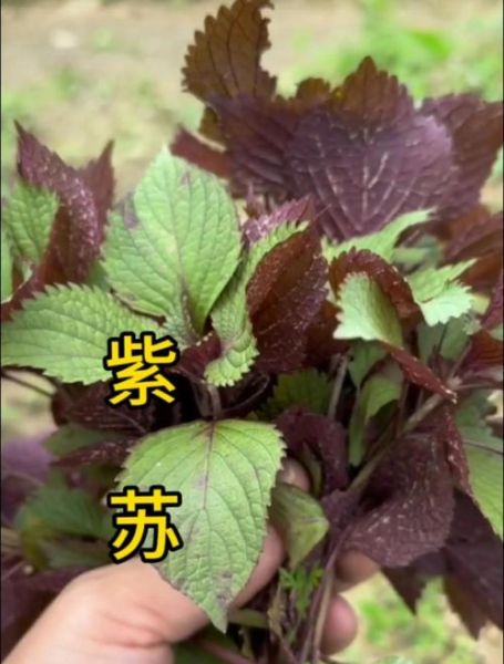 紫苏长什么样子_紫苏图片怎么辨认-第1张图片-山城妙识 紫苏长什么样子_紫苏图片怎么辨认-第1张图片-山城妙识