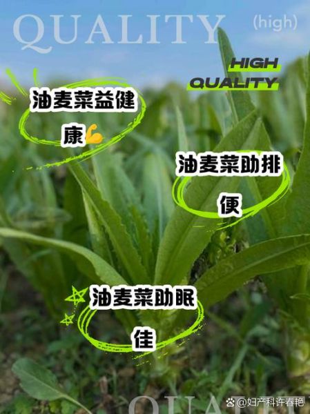 炒油麦菜热量_减肥能吃吗-第2张图片-山城妙识 炒油麦菜热量_减肥能吃吗-第2张图片-山城妙识