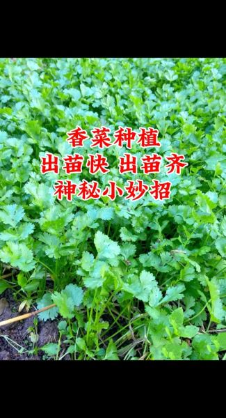香菜什么时候种最合适_香菜怎么种植方法步骤-第1张图片-山城妙识 香菜什么时候种最合适_香菜怎么种植方法步骤-第1张图片-山城妙识