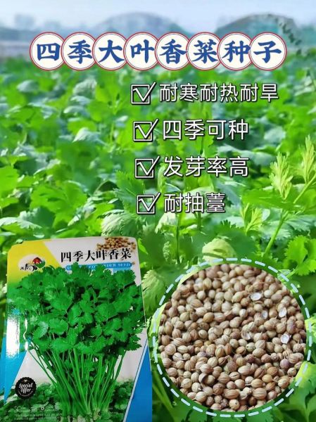 香菜什么时候种最合适_香菜怎么种植方法步骤-第3张图片-山城妙识 香菜什么时候种最合适_香菜怎么种植方法步骤-第3张图片-山城妙识
