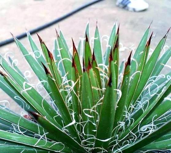 龙舌兰科属有哪些品种_龙舌兰科属怎么养护-第3张图片-山城妙识 龙舌兰科属有哪些品种_龙舌兰科属怎么养护-第3张图片-山城妙识