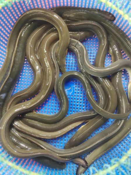 野生鳗鱼700一斤价格_野生鳗鱼为什么这么贵-第2张图片-山城妙识 野生鳗鱼700一斤价格_野生鳗鱼为什么这么贵-第2张图片-山城妙识