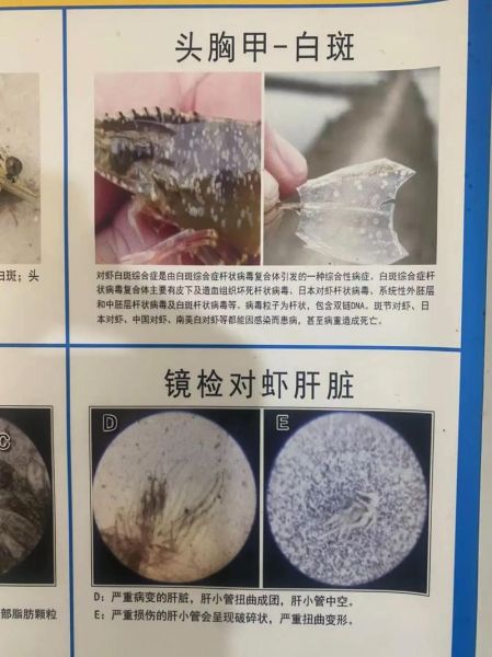 对虾怎么养殖_对虾养殖技术要点-第2张图片-山城妙识 对虾怎么养殖_对虾养殖技术要点-第2张图片-山城妙识