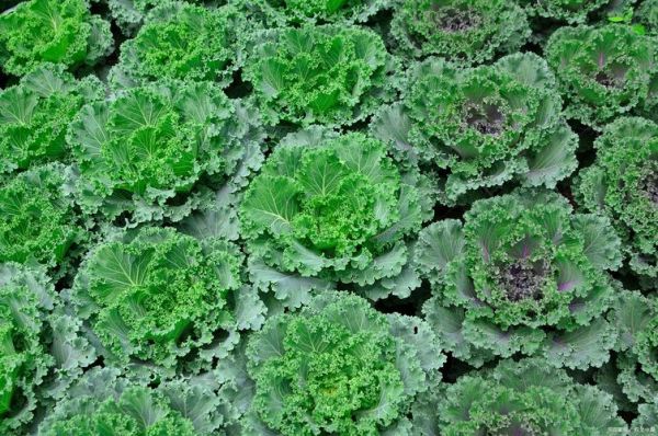 不含粗纤维的菜有哪些_哪些蔬菜适合肠胃敏感人群-第2张图片-山城妙识