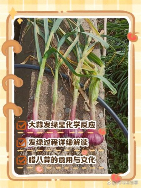 大蒜发芽能吃吗_吃了会不会变绿巨人-第1张图片-山城妙识 大蒜发芽能吃吗_吃了会不会变绿巨人-第1张图片-山城妙识