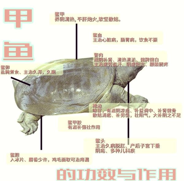 男性吃甲鱼能提高性功能吗_甲鱼壮阳是真的吗-第1张图片-山城妙识 男性吃甲鱼能提高性功能吗_甲鱼壮阳是真的吗-第1张图片-山城妙识