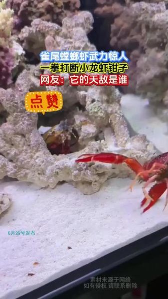 雀尾螳螂虾天敌有哪些_雀尾螳螂虾怕什么-第1张图片-山城妙识 雀尾螳螂虾天敌有哪些_雀尾螳螂虾怕什么-第1张图片-山城妙识