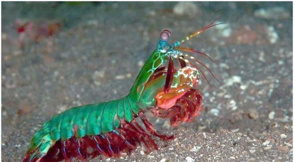 雀尾螳螂虾天敌有哪些_雀尾螳螂虾怕什么-第2张图片-山城妙识 雀尾螳螂虾天敌有哪些_雀尾螳螂虾怕什么-第2张图片-山城妙识